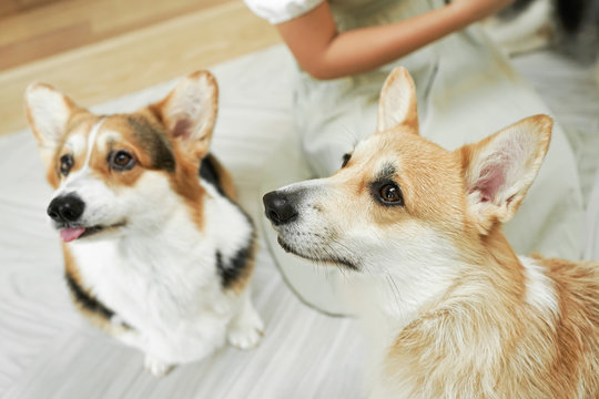 Corgi Scottish Images – Browse 533 Stock Photos, Vectors, and Video ...