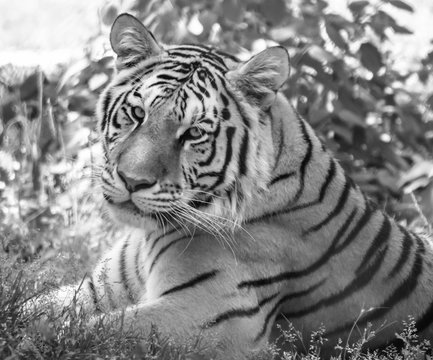 Trigre Images – Browse 18 Stock Photos, Vectors, and Video | Adobe Stock