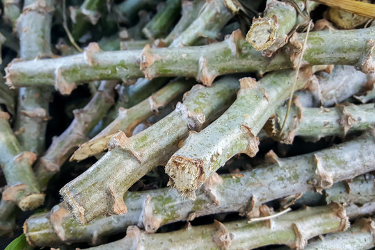 Giloe 影像 – 瀏覽 552 個素材庫相片、向量圖和影片 | Adobe Stock