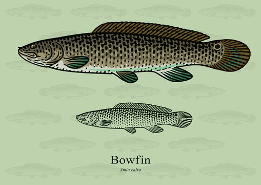 Bowfin Images – Browse 2,502 Stock Photos, Vectors, and Video | Adobe Stock