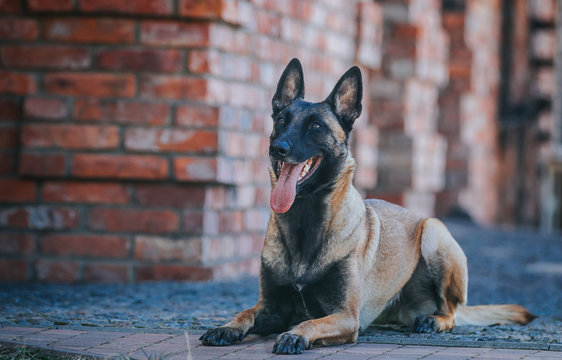 Malinua bilder – Bläddra bland 163 stockfoton, vektorer och videor ...