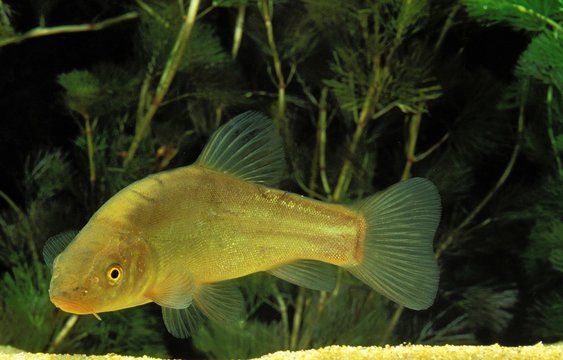 Imágenes de Tinca: descubre bancos de fotos, ilustraciones, vectores y ...