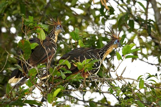 Stinkbird bilder – Bläddra bland 617 stockfoton, vektorer och videor ...