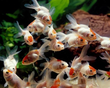 Baby Ryukin Goldfish