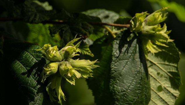 Haselnussblatt Bilder – Durchsuchen 1,287 Archivfotos, Vektorgrafiken ...