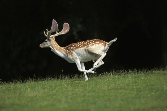Deer Running Images – Browse 41,322 Stock Photos, Vectors, and Video ...