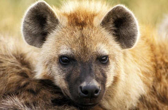 "Crocuta Crocuta" Images – Browse 16,373 Stock Photos, Vectors, and ...