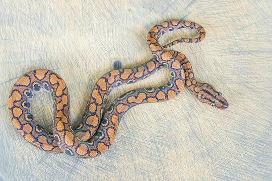 รูปภาพEpicrates – เลือกดูภาพถ่ายสต็อก เวกเตอร์ และวิดีโอ511 | Adobe Stock