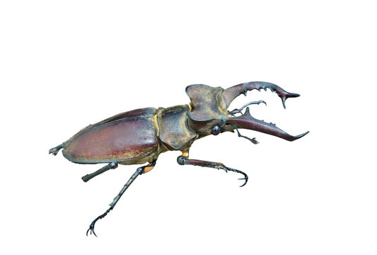 Coleopter Images – Browse 205 Stock Photos, Vectors, and Video | Adobe ...