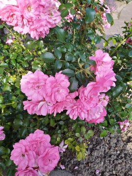 Buschrosen - Images et vidéos libres de droits | Adobe Stock