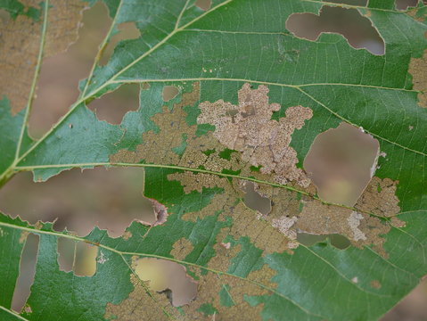 Skeletonizer Images – Browse 35 Stock Photos, Vectors, and Video ...