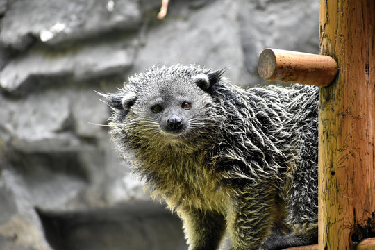 Schleichkatze-Bilder: Stock-Fotos & -Videos. | Adobe Stock