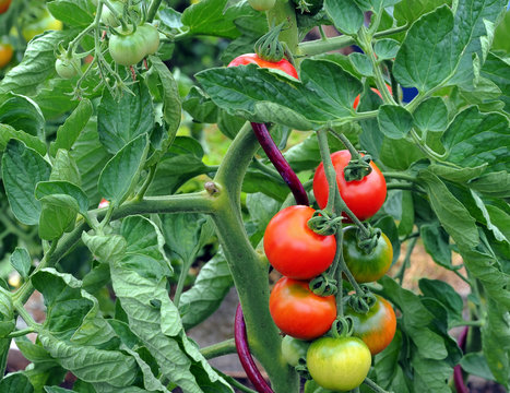 Tomatenstaude Images – Parcourir 139 le catalogue de photos, vecteurs ...