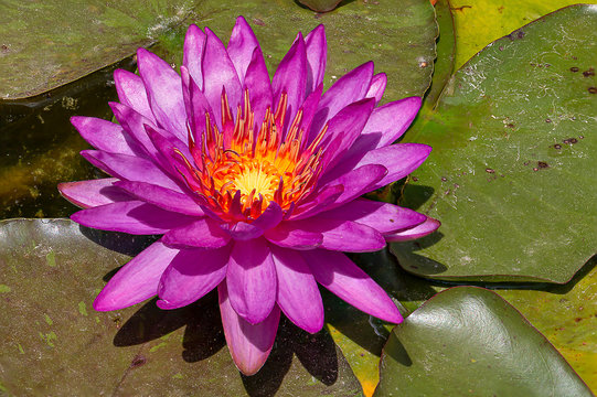 「Ninfea」の画像 - 1,767 件の Stock 写真、ベクターおよびビデオ | Adobe Stock