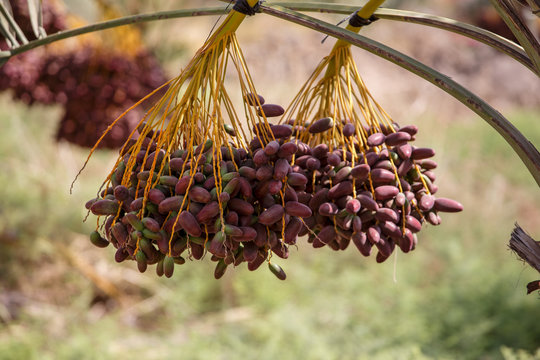 รูปภาพ"Fresh Dates" – เลือกดูภาพถ่ายสต็อก เวกเตอร์ และวิดีโอ224 | Adobe ...