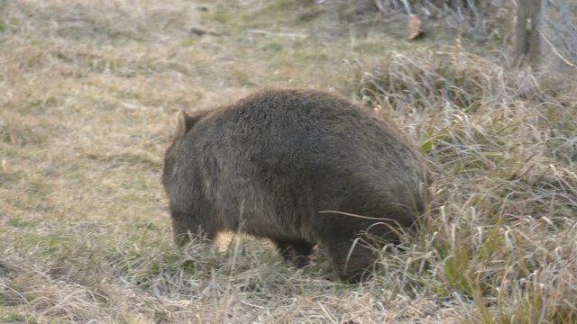 Vombatidae bilder – Bläddra bland 5,682 stockfoton, vektorer och videor ...