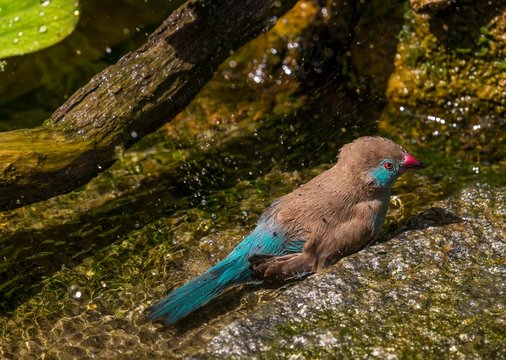 Granivore Bilder – Durchsuchen 2,296 Archivfotos, Vektorgrafiken und ...