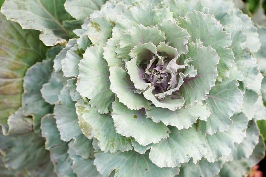 Brassicaceae bilder – Bläddra bland 24,281 stockfoton, vektorer och ...