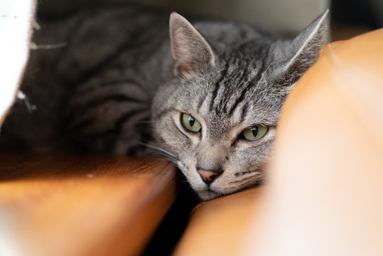 รูปภาพChira – เลือกดูภาพถ่ายสต็อก เวกเตอร์ และวิดีโอ603 | Adobe Stock