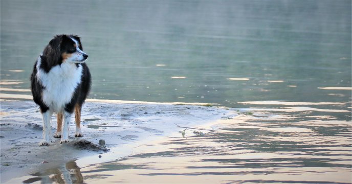 Mini-Aussie Images – Browse 51 Stock Photos, Vectors, and Video | Adobe ...