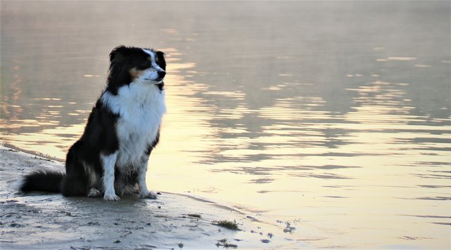 Mini-Aussie Images – Browse 51 Stock Photos, Vectors, and Video | Adobe ...