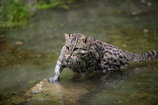 "Fishing Cat" Images – Browse 2,294 Stock Photos, Vectors, and Video ...