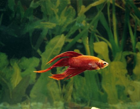 Belontiidae Images – Browse 40 Stock Photos, Vectors, and Video | Adobe ...