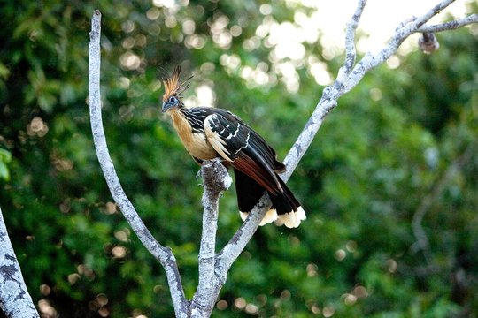 Stinkbird bilder – Bläddra bland 617 stockfoton, vektorer och videor ...