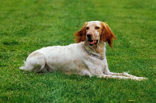 "English Setter" Images – Browse 19,143 Stock Photos, Vectors, and ...