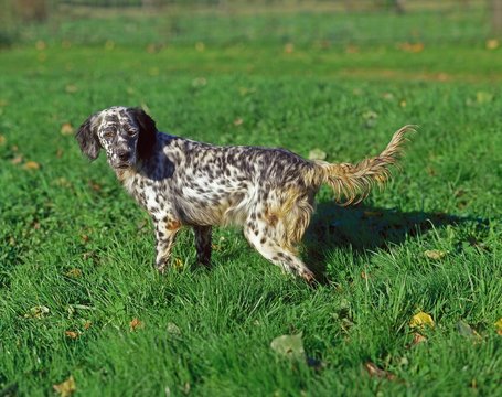 "English Setter" Images – Browse 19,143 Stock Photos, Vectors, and ...