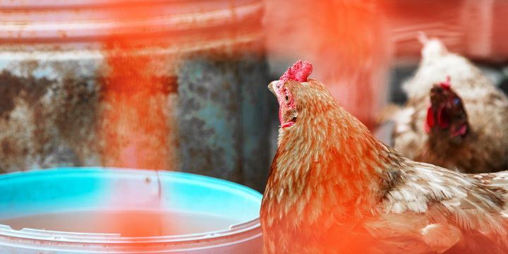 Chicken Stable Bilder – Durchsuchen 1,778 Archivfotos, Vektorgrafiken ...