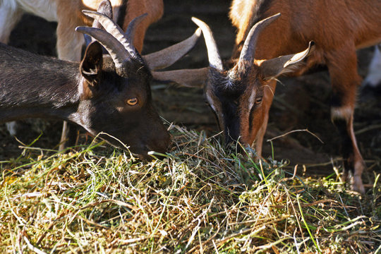 รูปภาพ"Two Goats" – เลือกดูภาพถ่ายสต็อก เวกเตอร์ และวิดีโอ134 | Adobe Stock