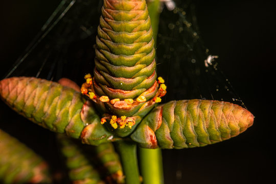 Onyanga Images – Browse 6 Stock Photos, Vectors, and Video | Adobe Stock