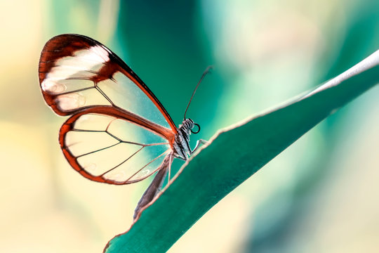 Glasswing bilder – Bläddra bland 1,017 stockfoton, vektorer och videor ...