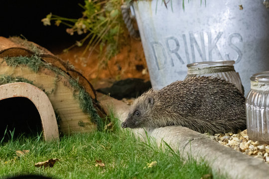 Hoglet Images – Browse 204 Stock Photos, Vectors, and Video | Adobe Stock