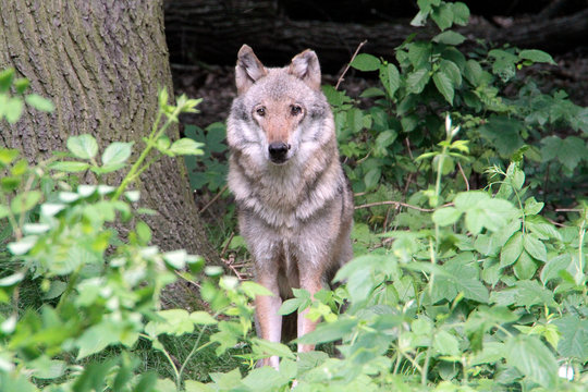 Raeuber Images – Browse 43 Stock Photos, Vectors, and Video | Adobe Stock