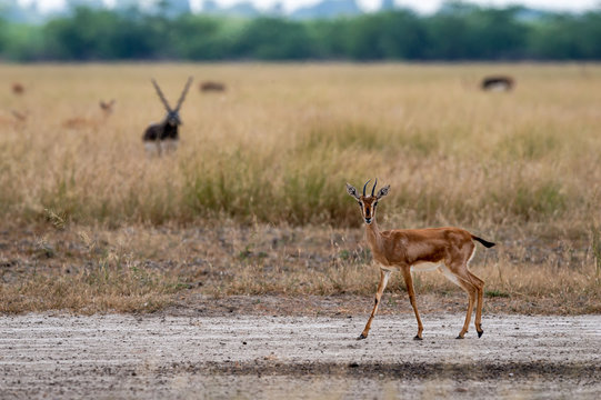 Chinkara Bilder – Durchsuchen 256 Archivfotos, Vektorgrafiken und ...