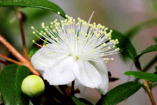 Murta bilder – Bläddra bland 289 stockfoton, vektorer och videor ...