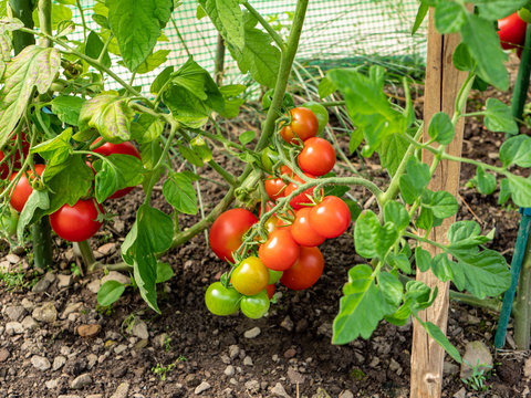 Strauchtomate Bilder – Durchsuchen 40,484 Archivfotos, Vektorgrafiken ...
