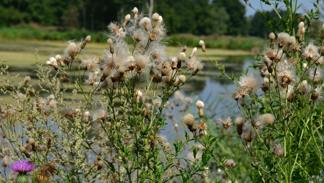 Obrazy (Osty) — zdjęcia, wektory i wideo bez tantiem (126) | Adobe Stock