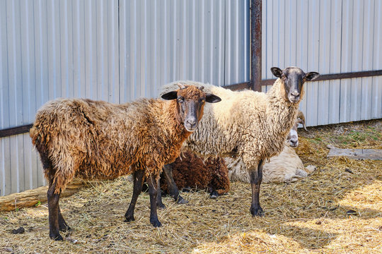 Barnyard Images – Browse 18,399 Stock Photos, Vectors, and Video ...