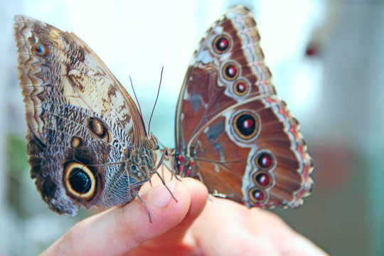 "Common Morpho" Images – Browse 203 Stock Photos, Vectors, and Video ...