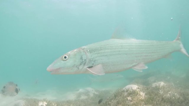 รูปภาพBonefish – เลือกดูภาพถ่ายสต็อก เวกเตอร์ และวิดีโอ1,040 | Adobe Stock