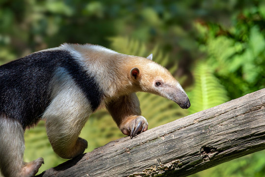 "Lesser Anteater" Images – Browse 821 Stock Photos, Vectors, and Video ...