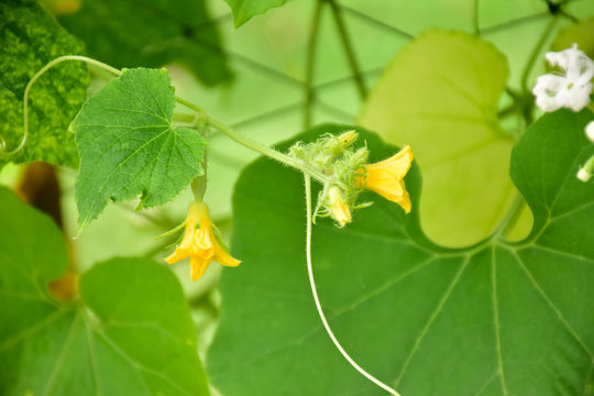รูปภาพChichinga – เลือกดูภาพถ่ายสต็อก เวกเตอร์ และวิดีโอ885 | Adobe Stock
