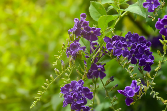 Scoke Bilder – Durchsuchen 2,734 Archivfotos, Vektorgrafiken und Videos ...