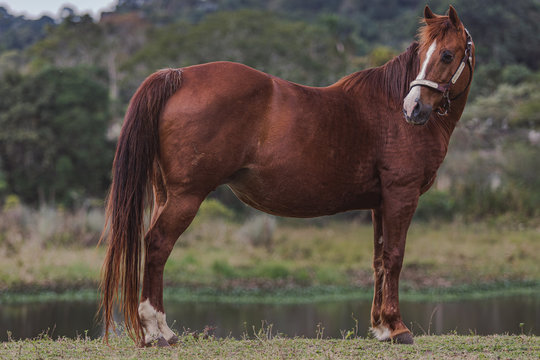 รูปภาพArranhar – เลือกดูภาพถ่ายสต็อก เวกเตอร์ และวิดีโอ153 | Adobe Stock