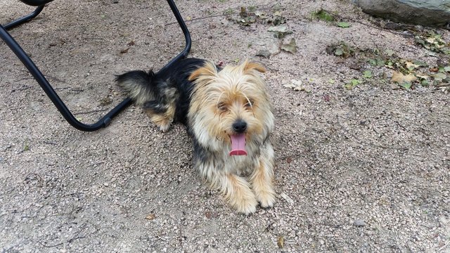 Dodi Images – Browse 52 Stock Photos, Vectors, and Video | Adobe Stock