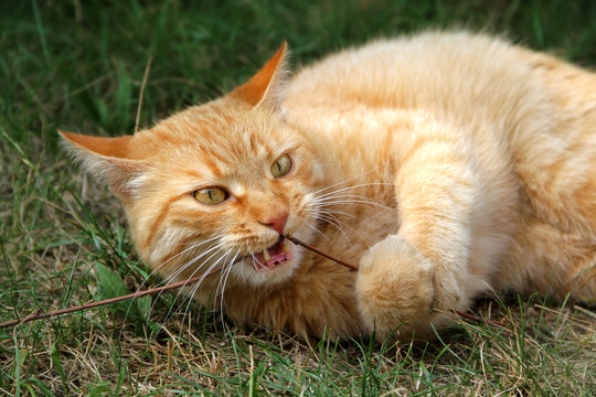 Katzengebiss-Bilder: Stock-Fotos & -Videos. | Adobe Stock
