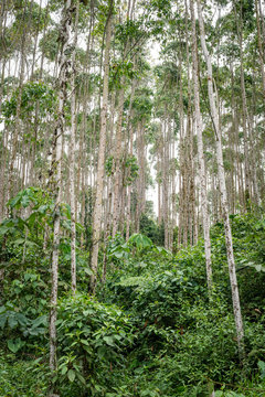 รูปภาพForestal – เลือกดูภาพถ่ายสต็อก เวกเตอร์ และวิดีโอ6,689 | Adobe Stock